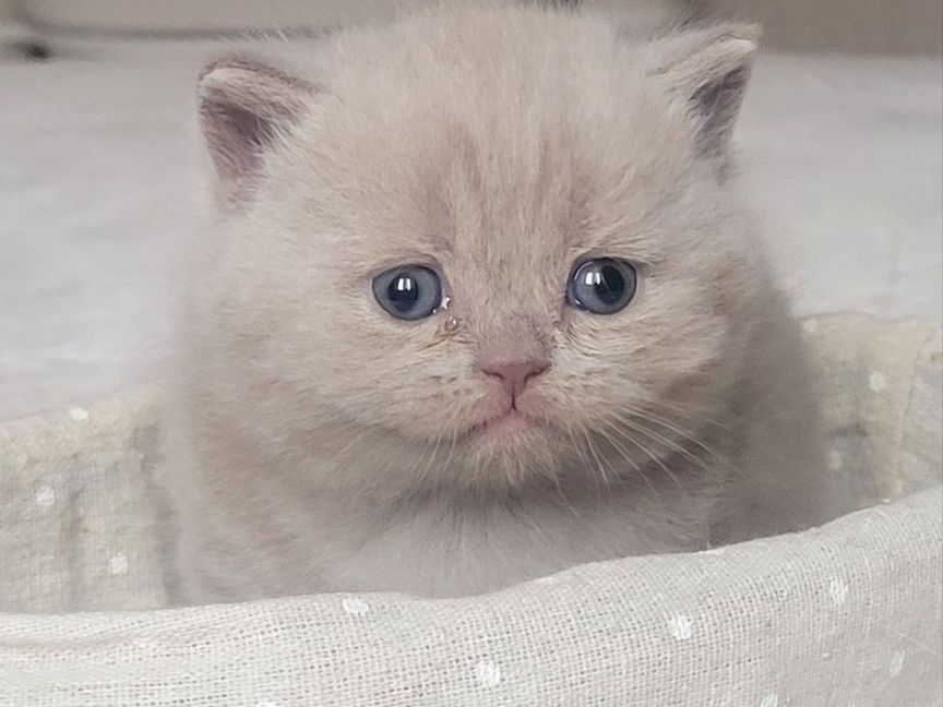 Лиловый британчик