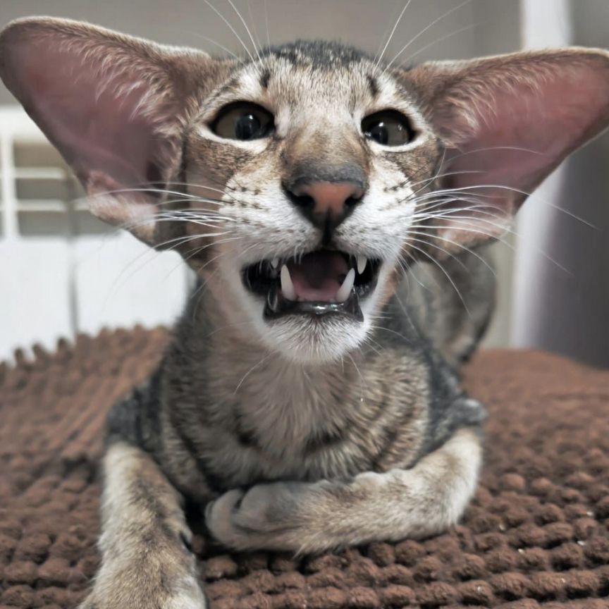 Ориентальный котёнок