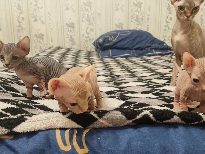 Котята сфинкс