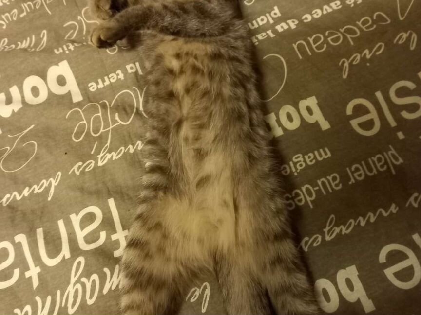 Вязка британская вислоухая кошка