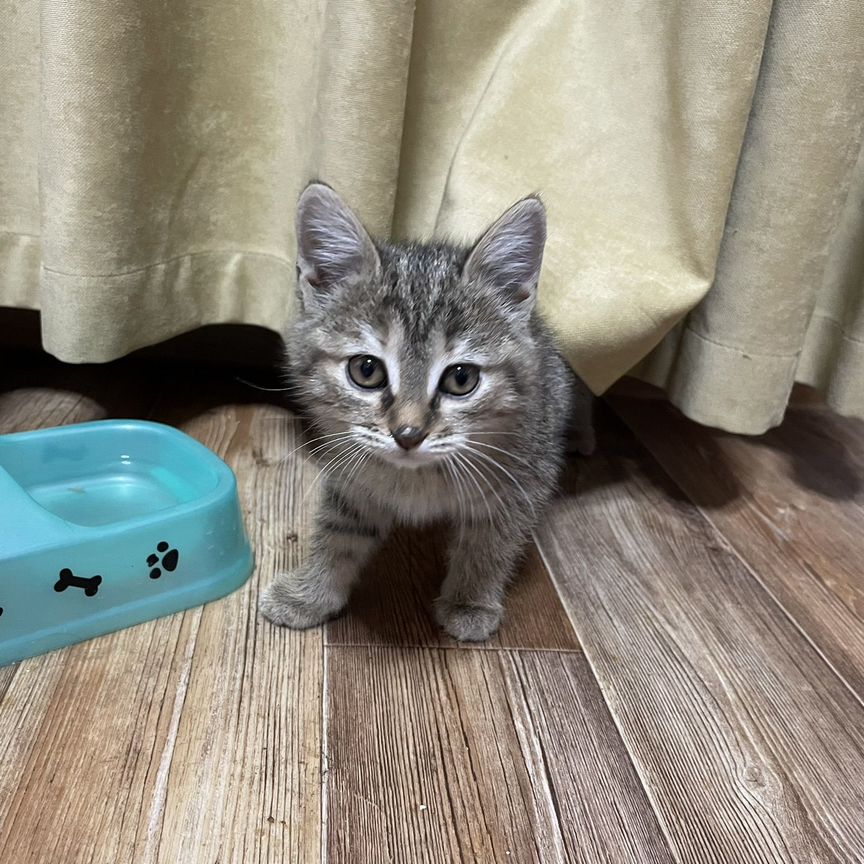 Котенок бесплатно в добрые руки
