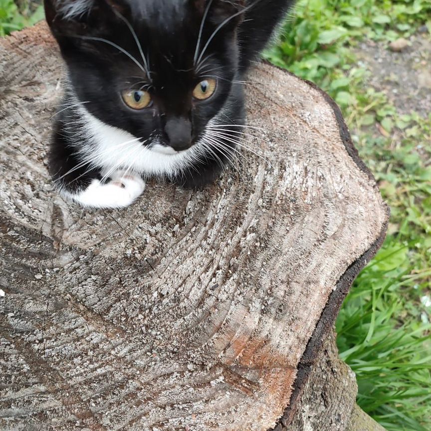 Котенок кошечка