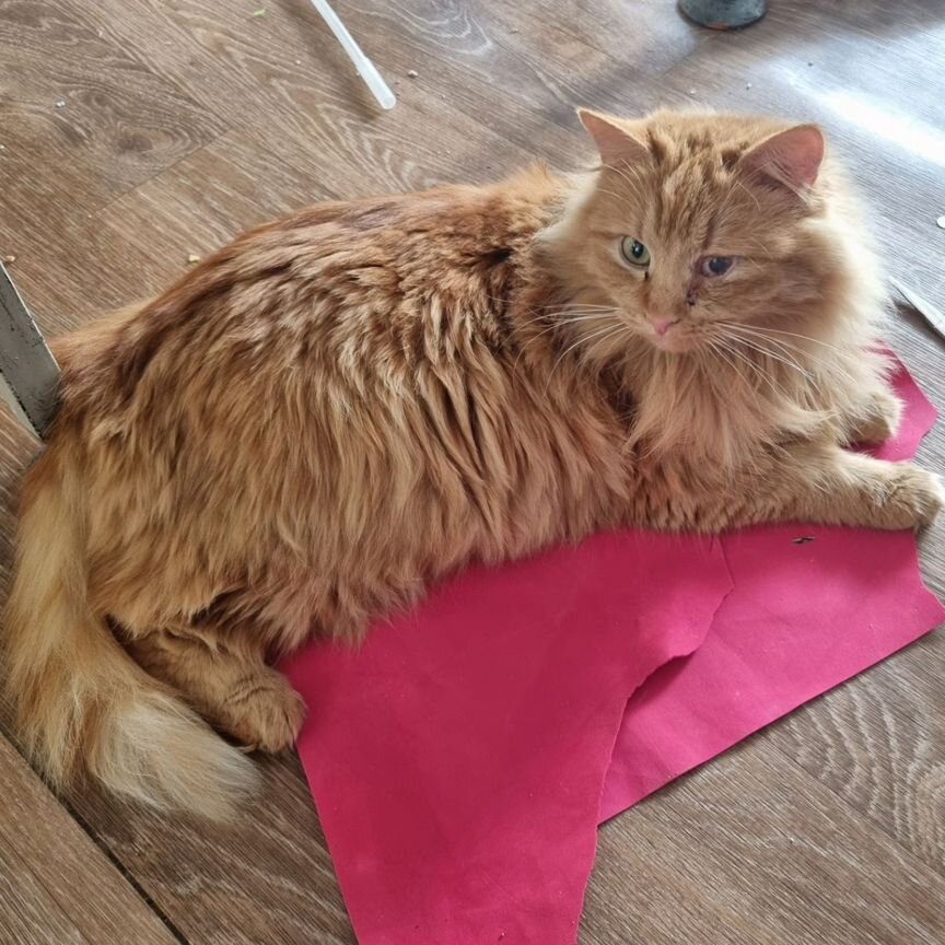 Взрослая, кошка в добрые руки