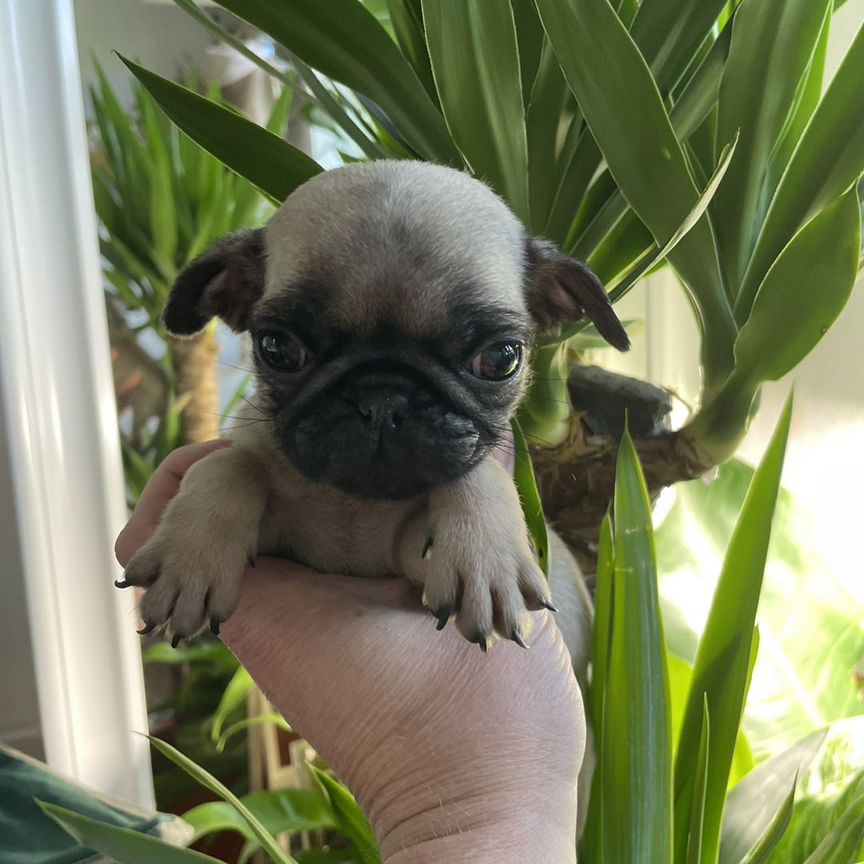 Мопс миниатюра с документами