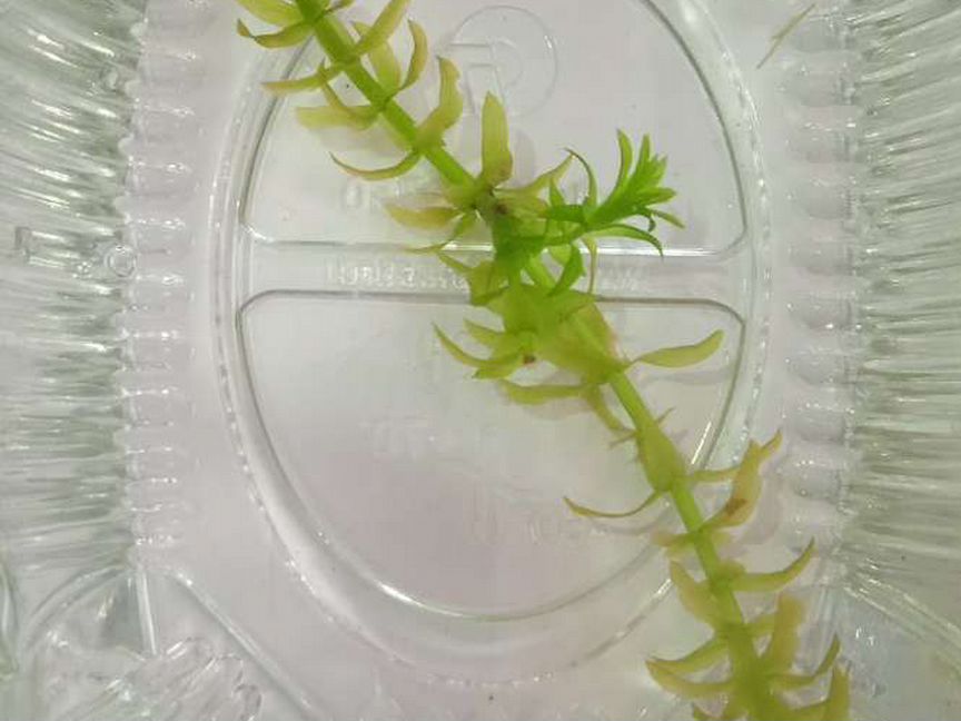 Обмен, продажа: наяс, роголистник, элодея, пистия