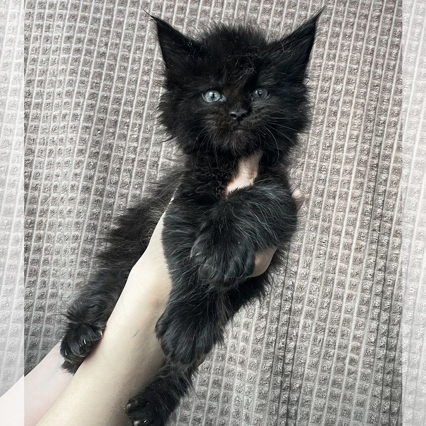 Мейн-кун котёнок