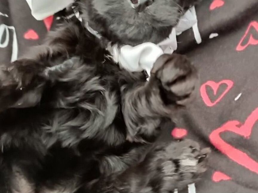 Щенки мальтипу