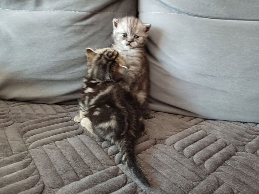 Кошка