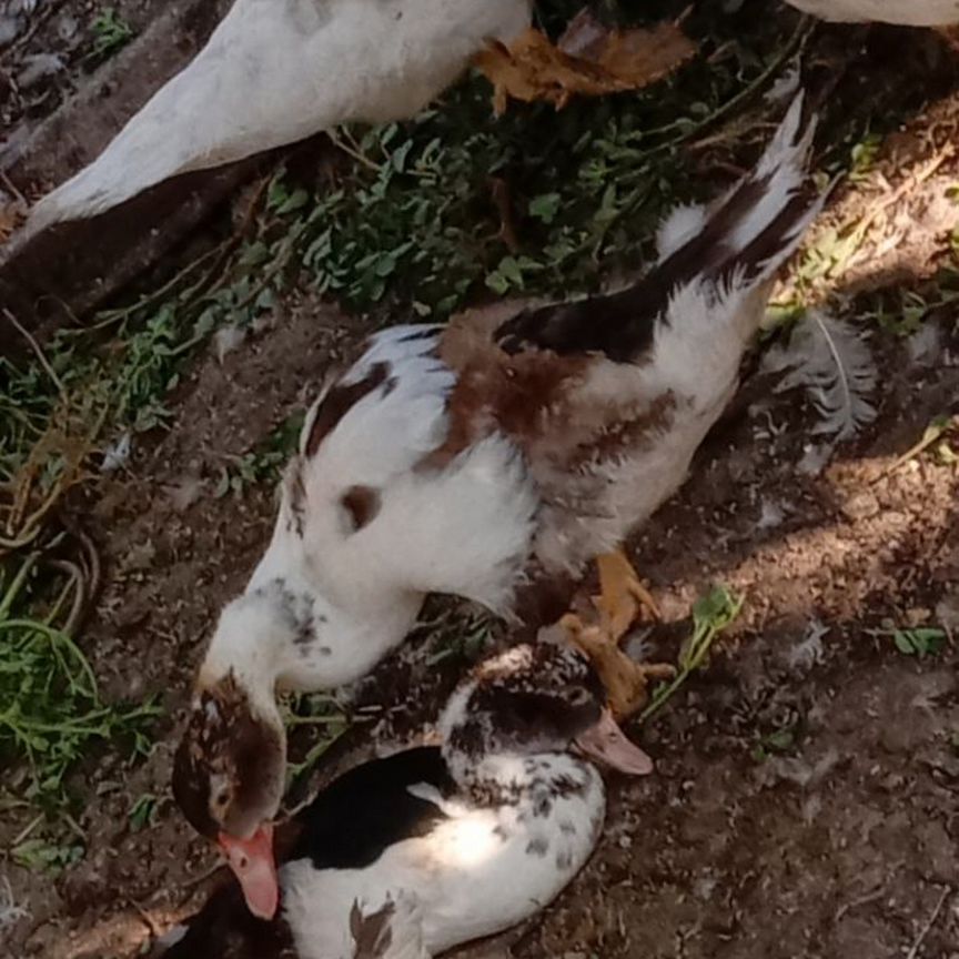 Утята шипуны