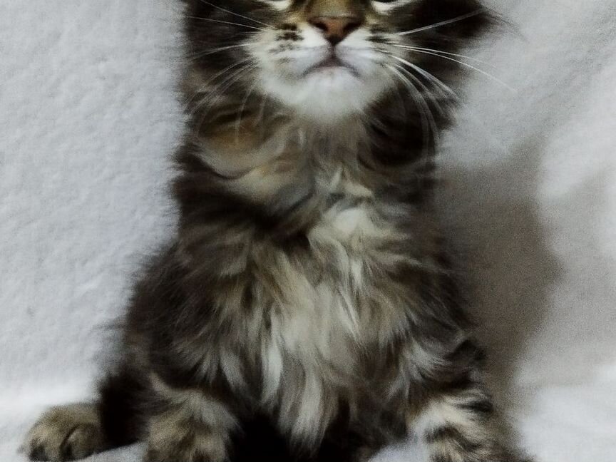 Котята мейн-кун полидакт