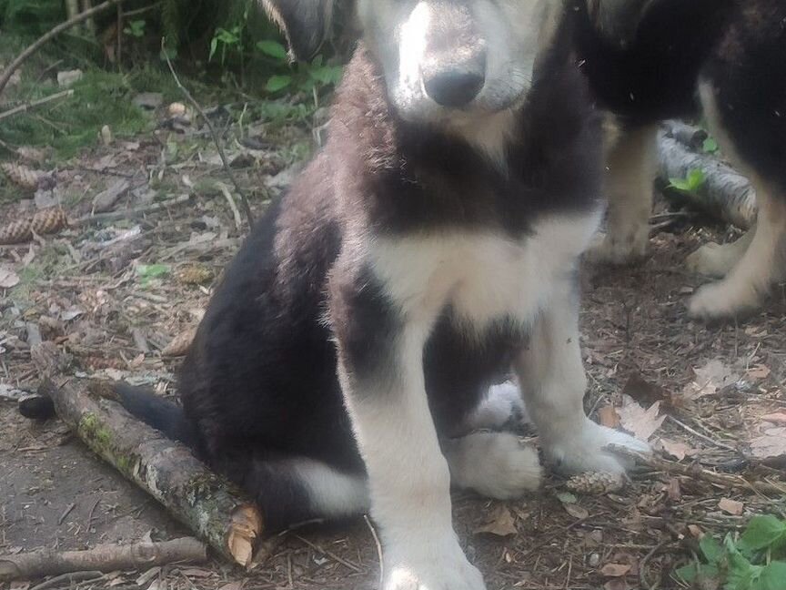 Щенок в добрые руки