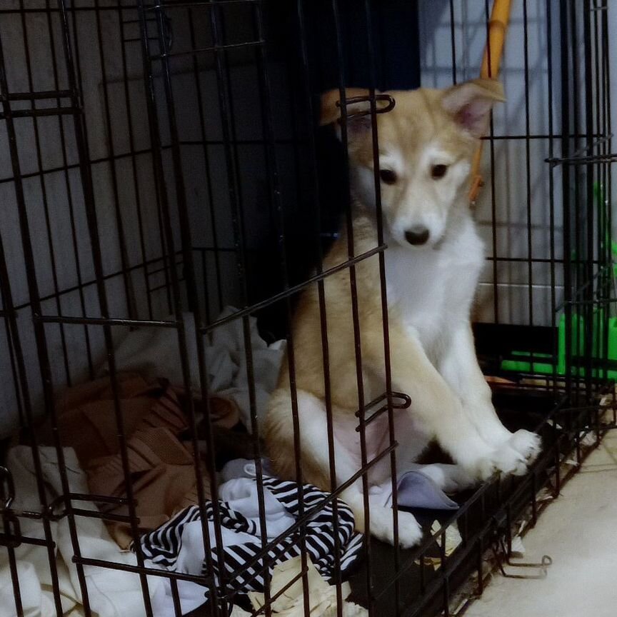 Сибирский хаски, щенок