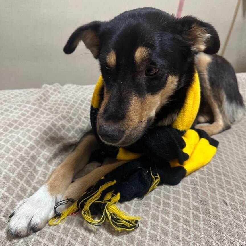 Взрослая собака в добрые руки