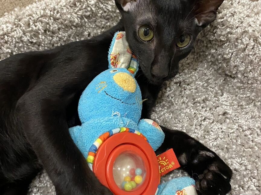 Ориентальная кошечка