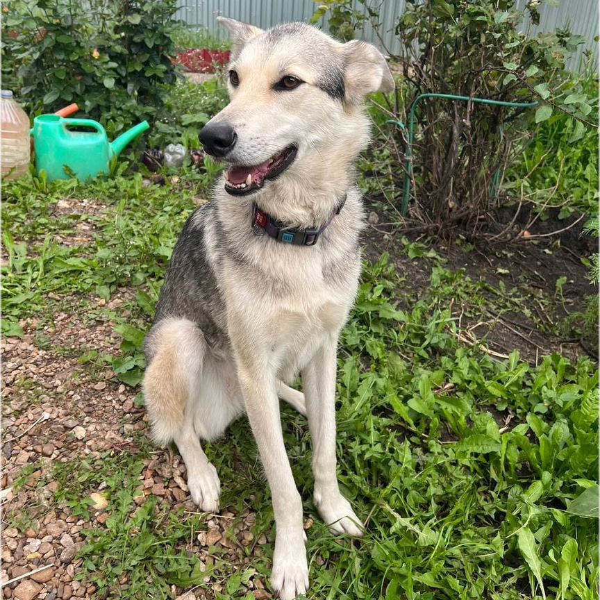 Собака друг человека