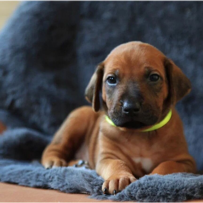 Родезийский риджбек, щенок