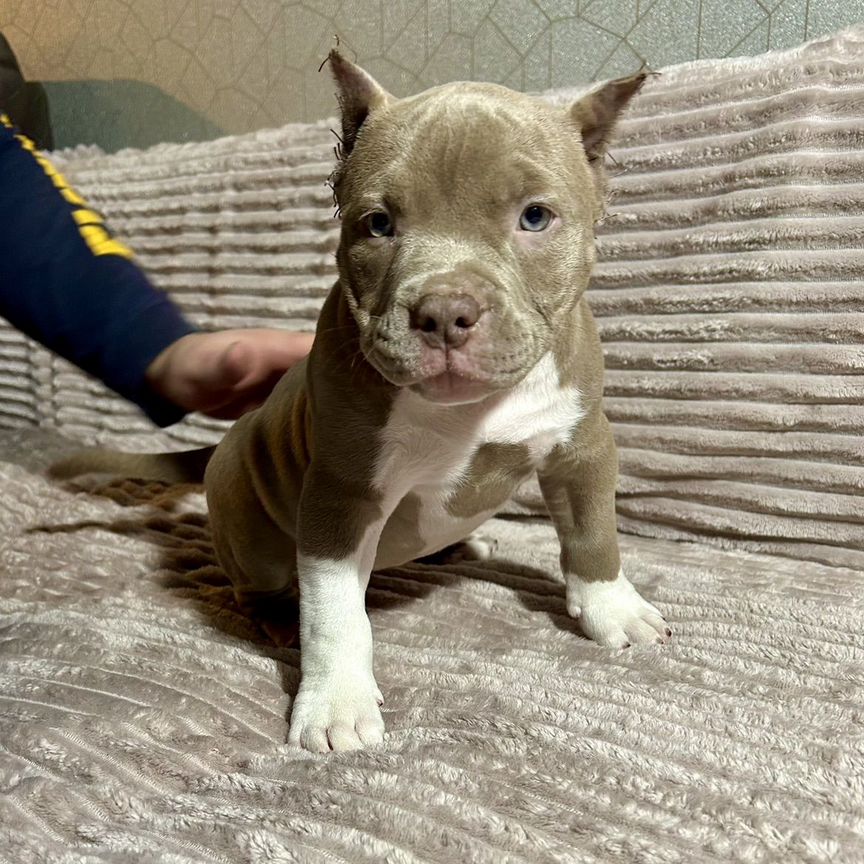 Американский булли