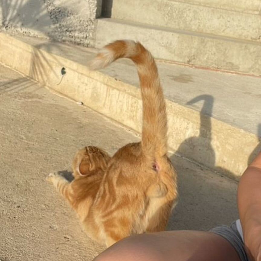 Задумчивый кот