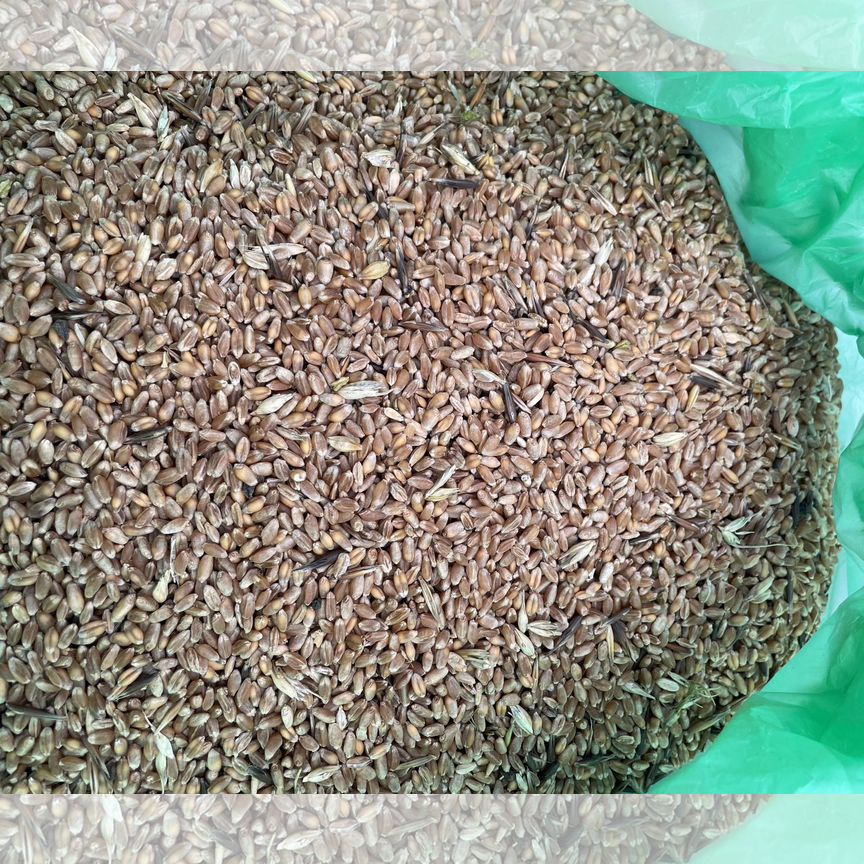 Зерно ячмень пшеница фуражная