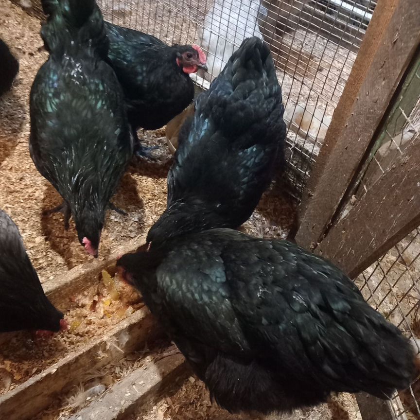 Курочки джерсийский гигант