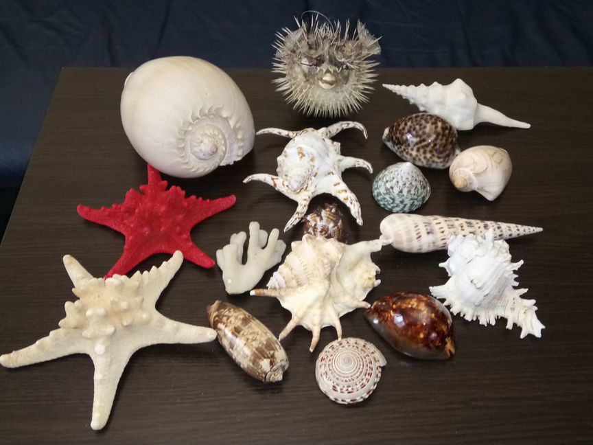 Морские ракушки раковины