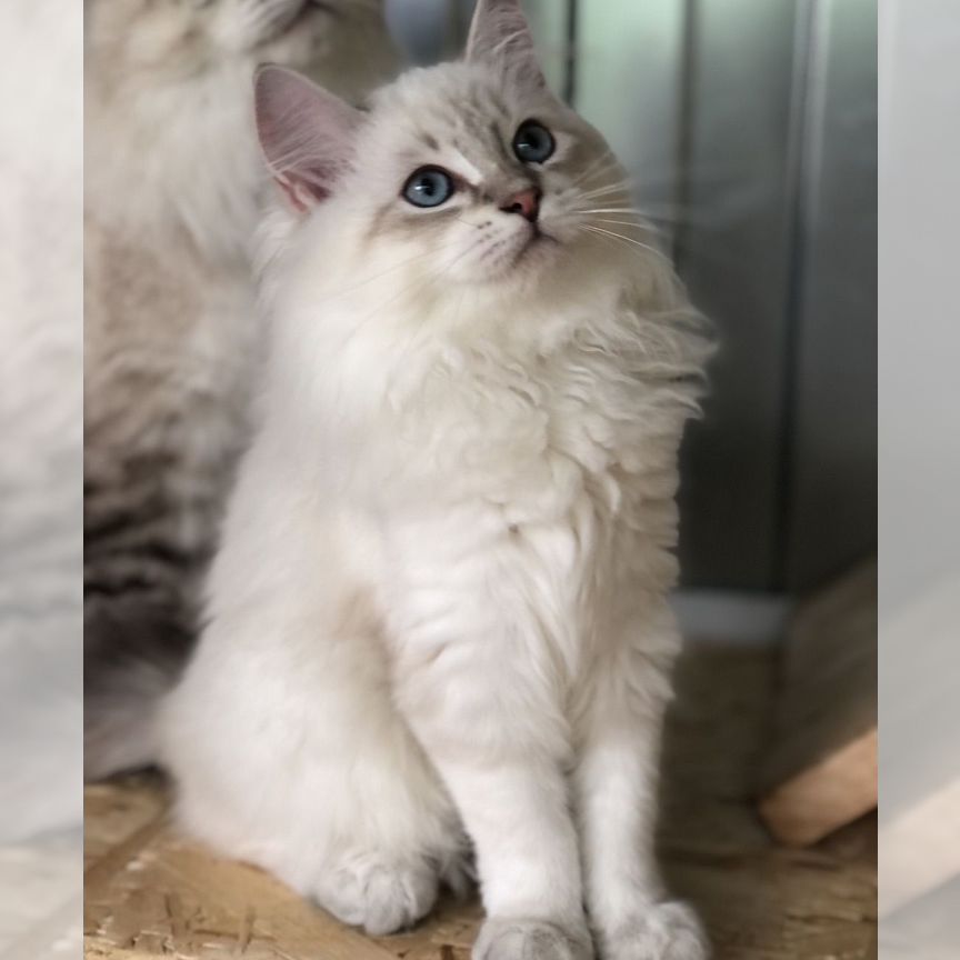 Невский маскарадный котёнок