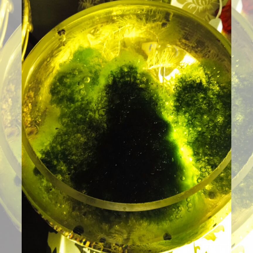 Кладофора шаровидная