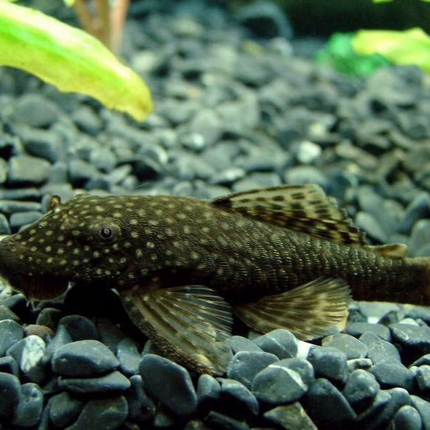 Аквариумные рыбки