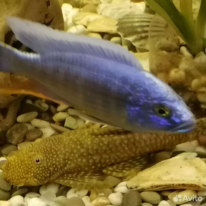 Цихлида василек