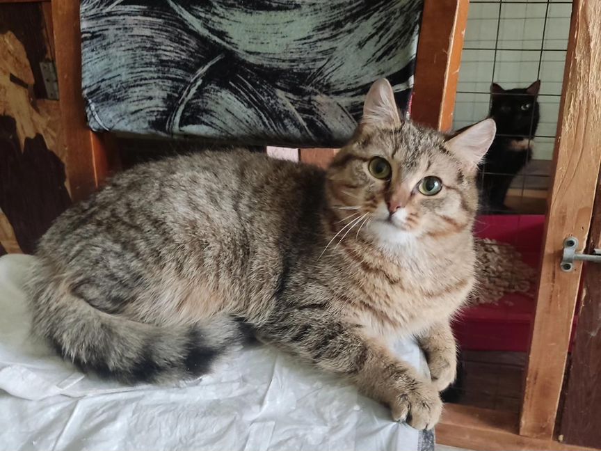 Плюша и ватрушка- 2 сладкие сестренки