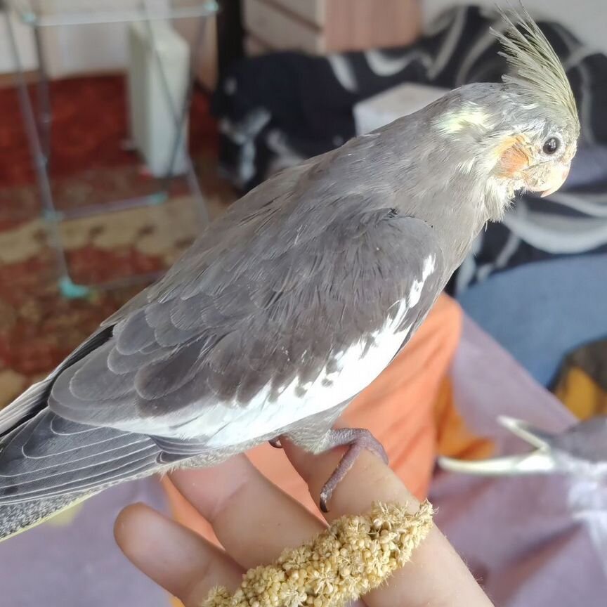 Попугай корелла птенец ручной