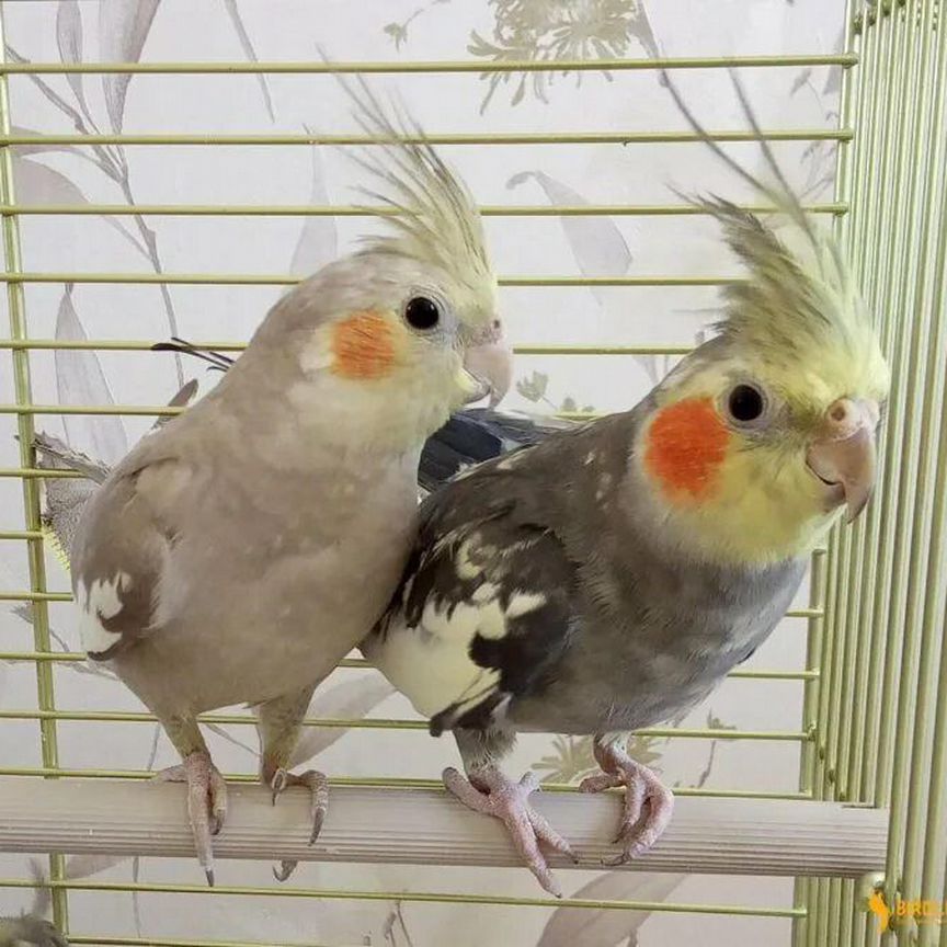 Попугай корелла,ручные