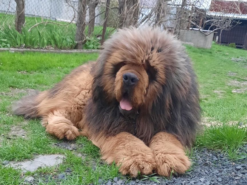 Тибетский мастиф