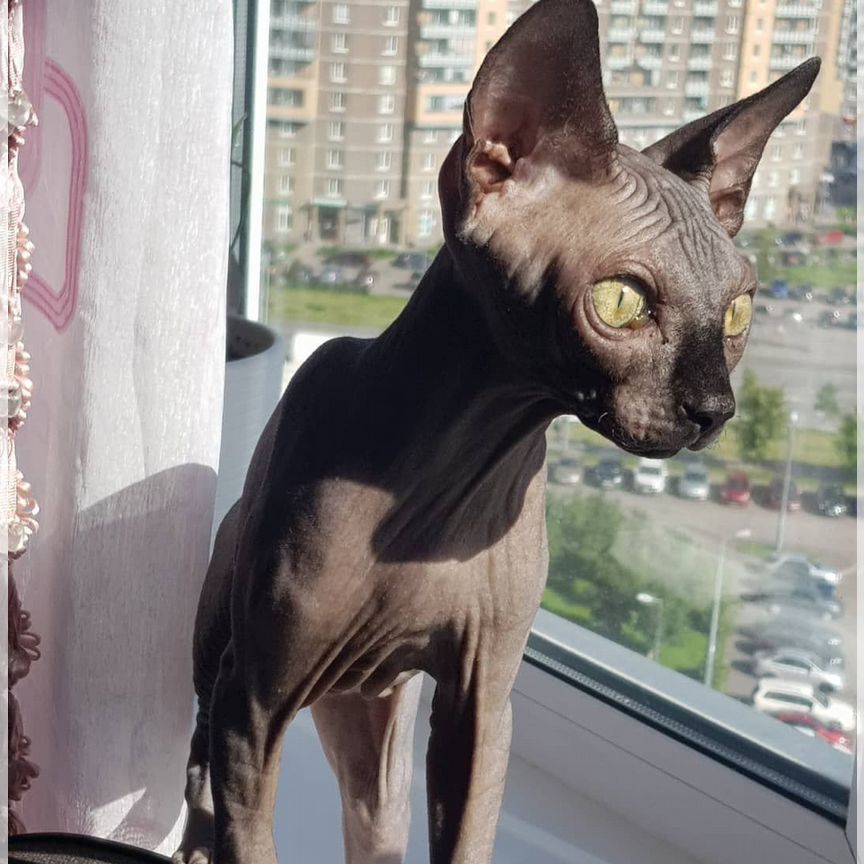 Донской сфинкс