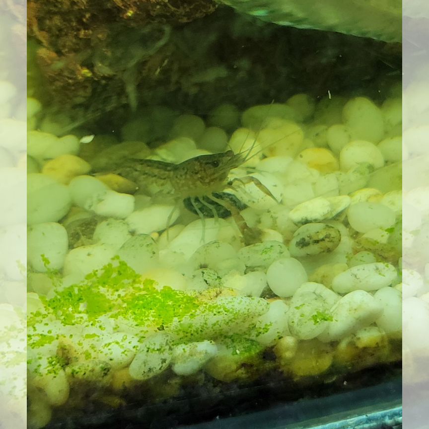 Аквариумные раки