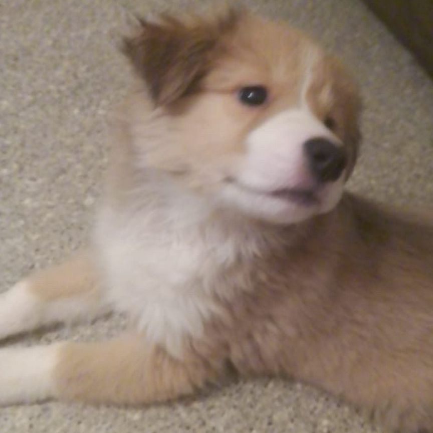 Анатолийская овчарка, щенок