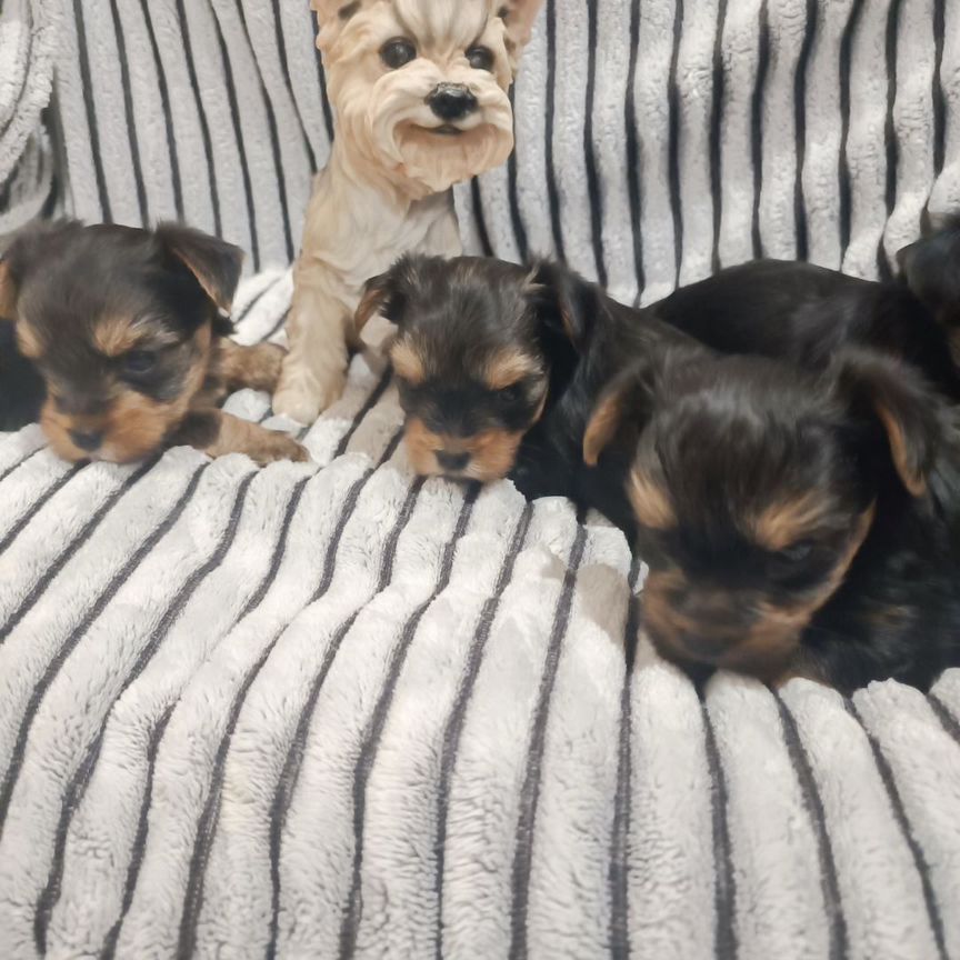 Йоркширский терьер, щенок