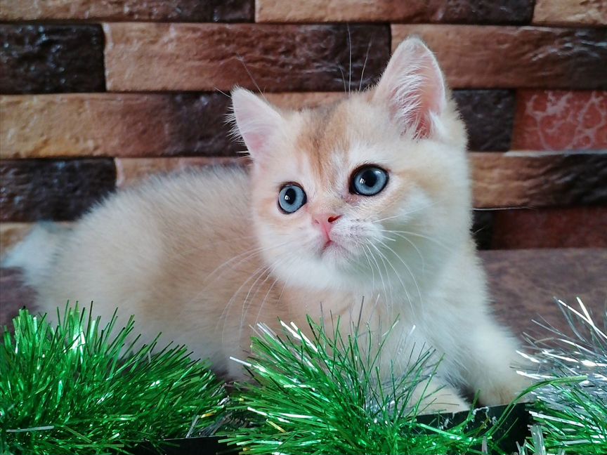 Британские котята
