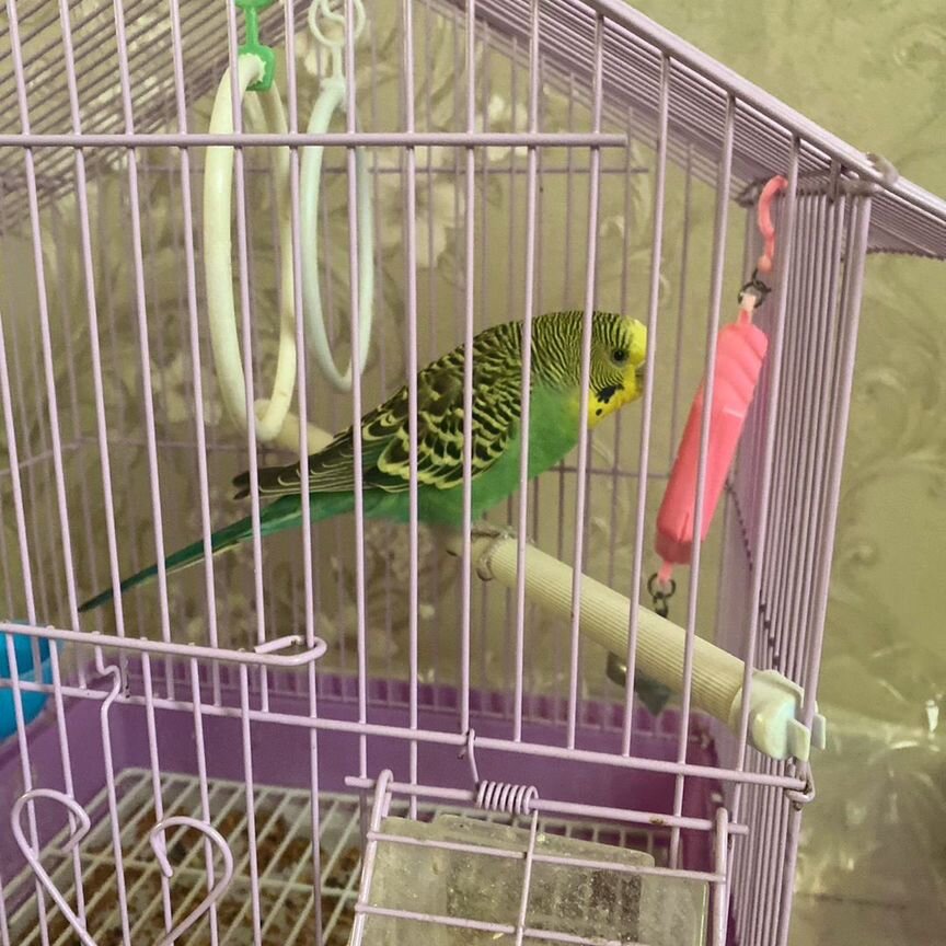Попугай вместе с клеткой