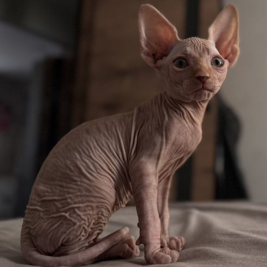 Канадский сфинкс котёнок