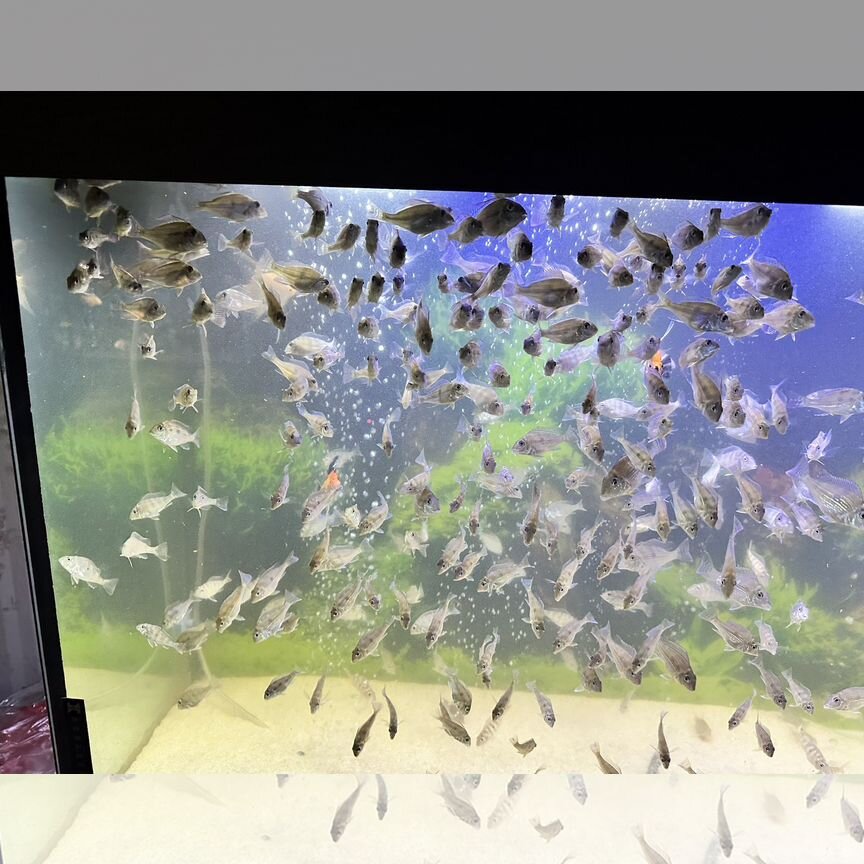 Геофагусы- Свни и Суринамский