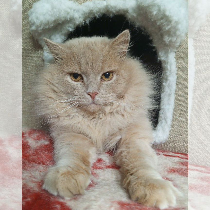 Взрослый кот в добрые руки