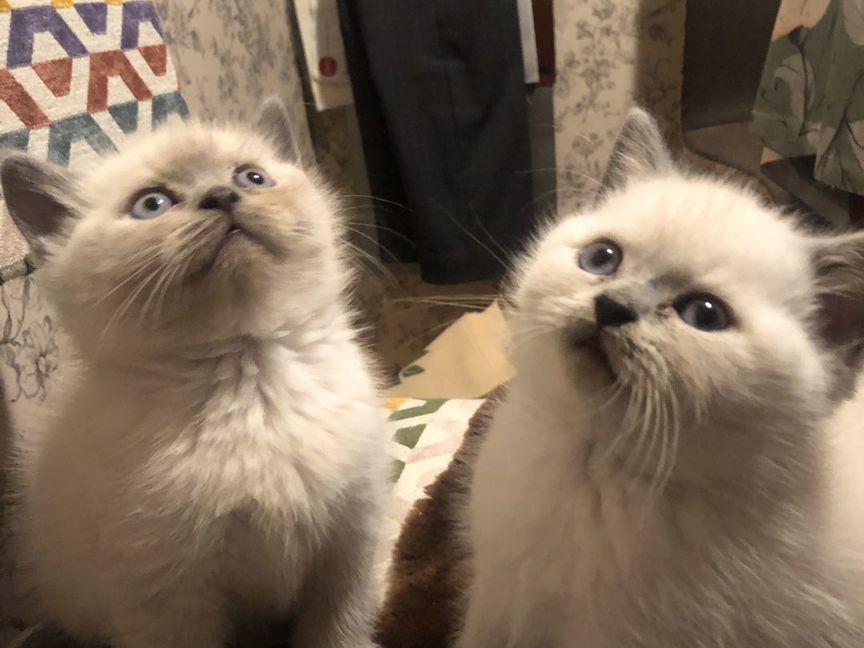 Шотладска золотая шиншилла поинт колор