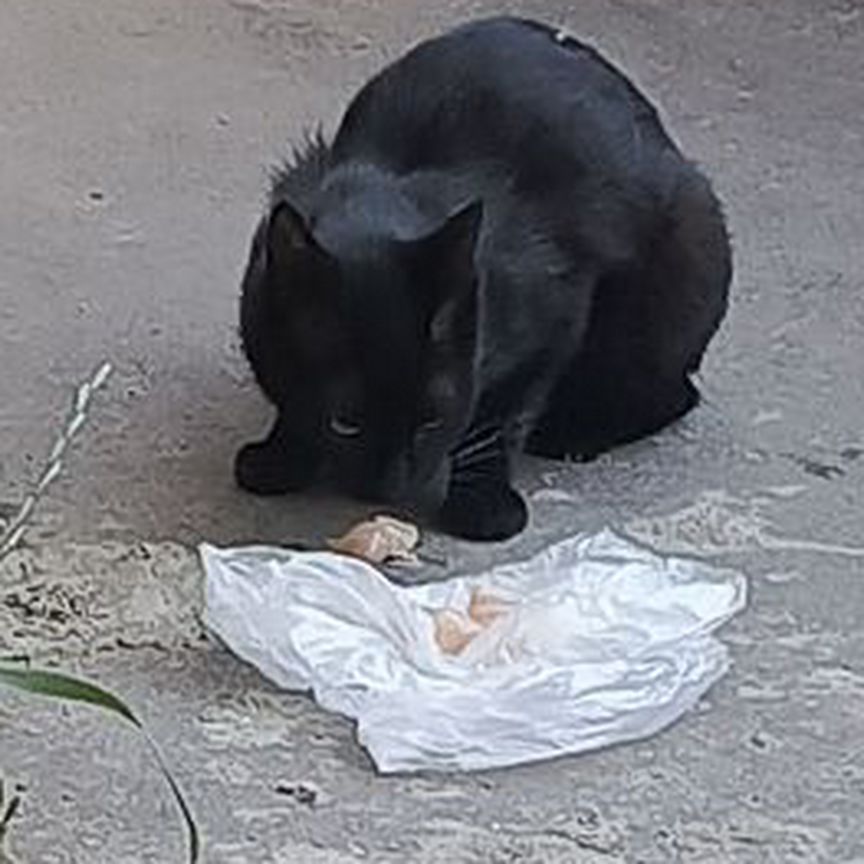 Взрослая, кошка в добрые руки