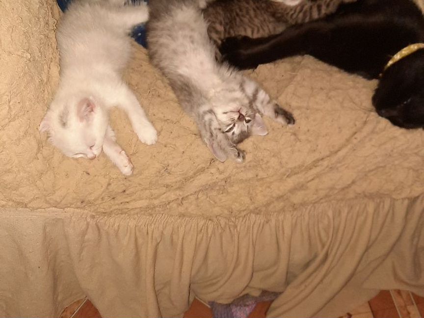 Отдам котят