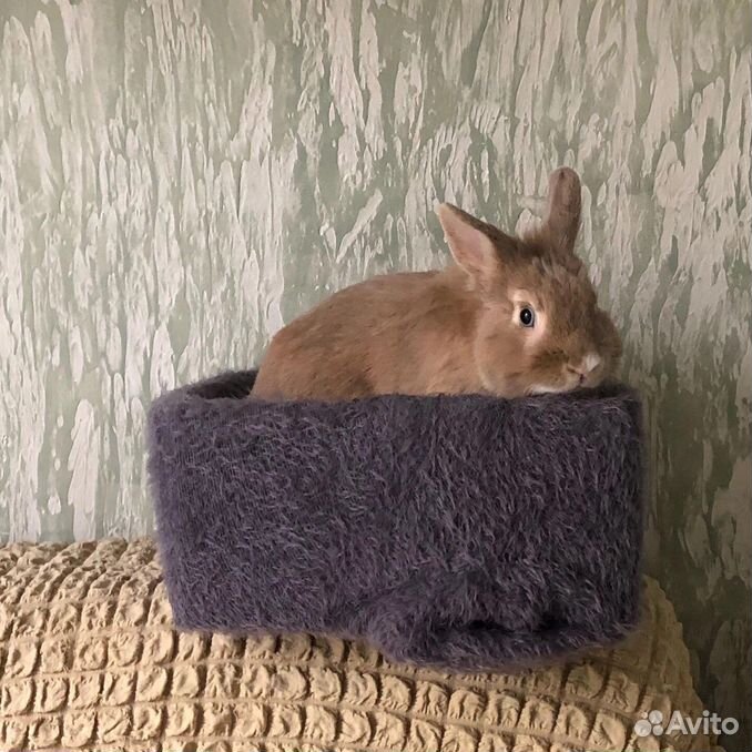 Кролик декоративный отдам в добрый руки