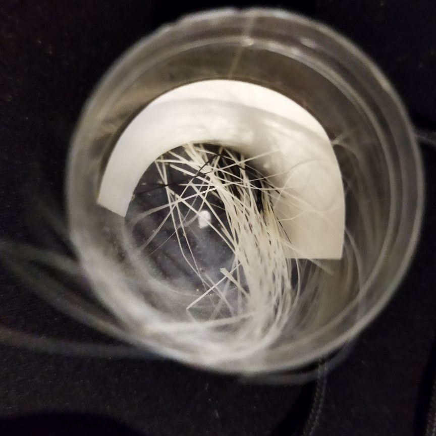 Кошачьи усы