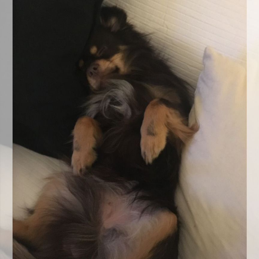 Чихуахуа, взрослый пёс