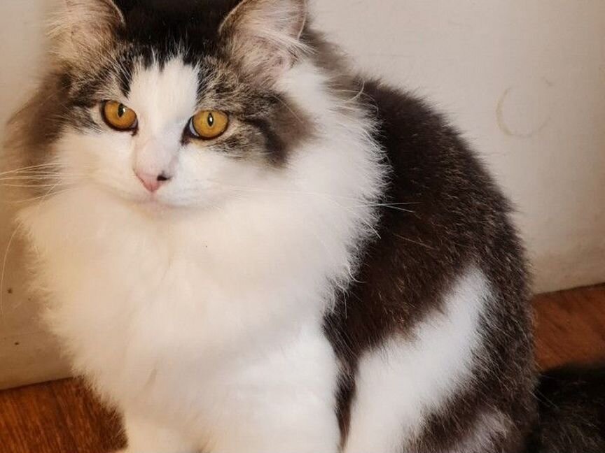 Котик 6 месяцев