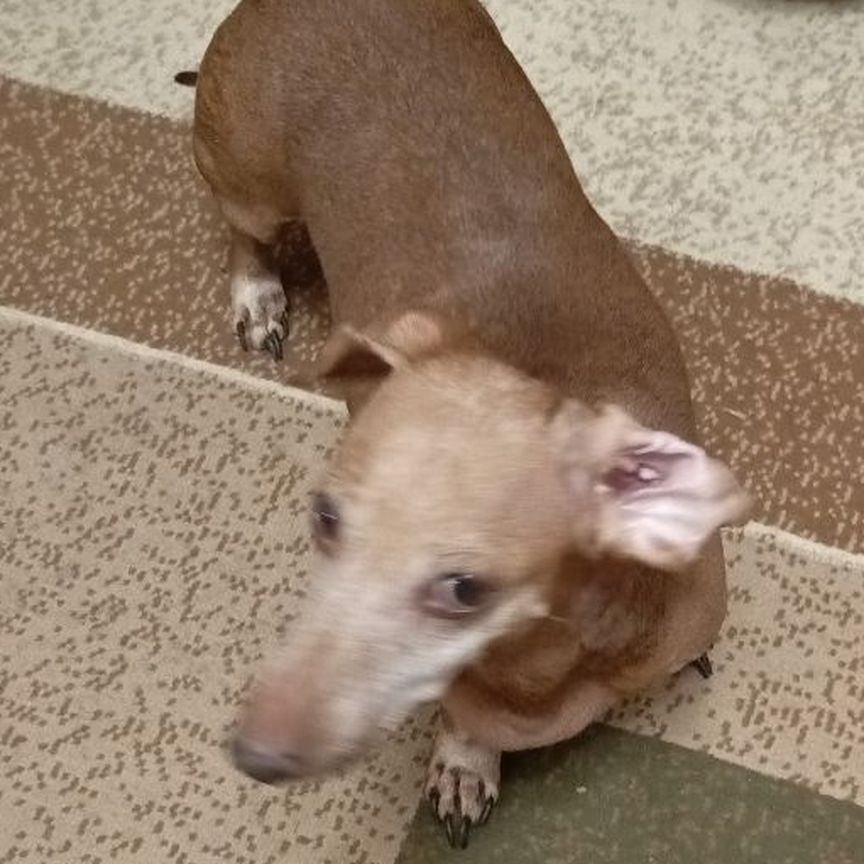 Такса, взрослая собака